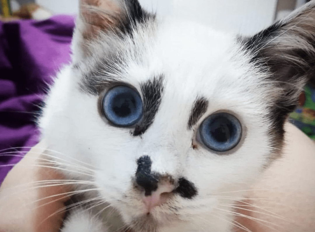 Adoptions - The Pack Project